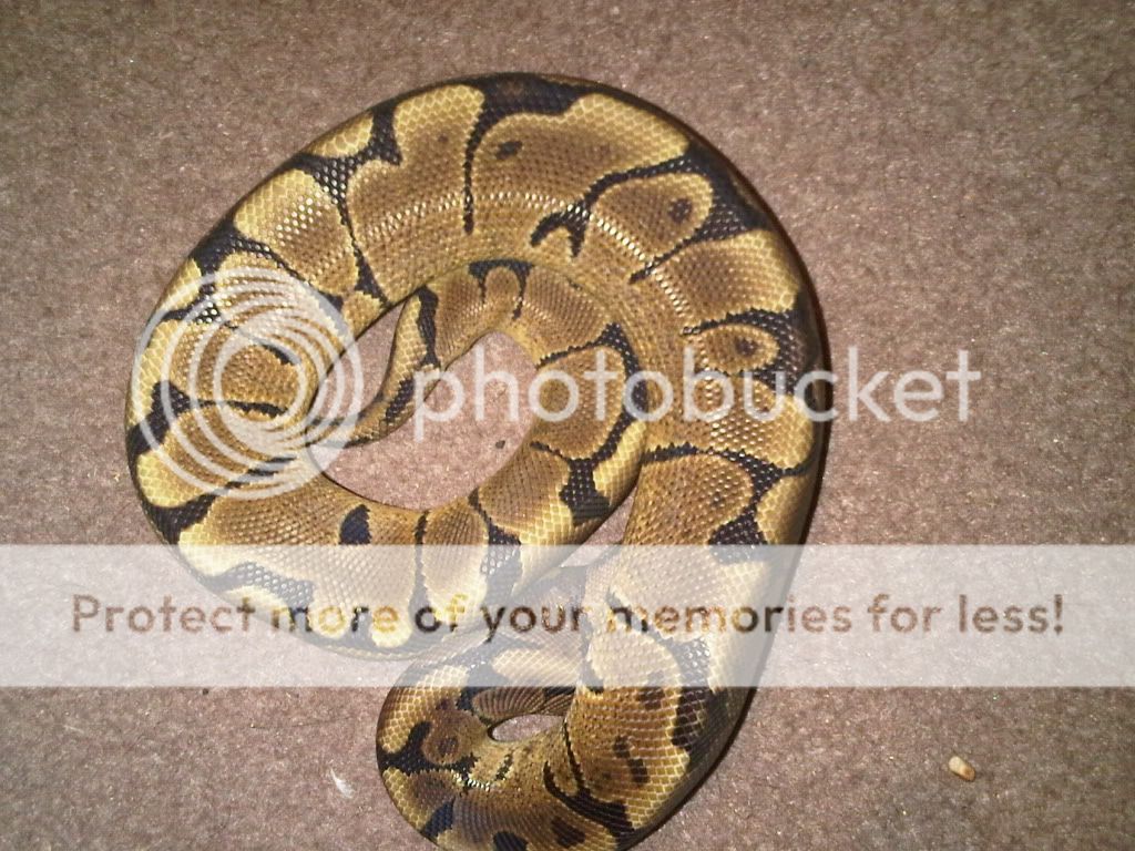 Cheap Female Woma Ball/Royal Python Morph and Normal Royal. South ...